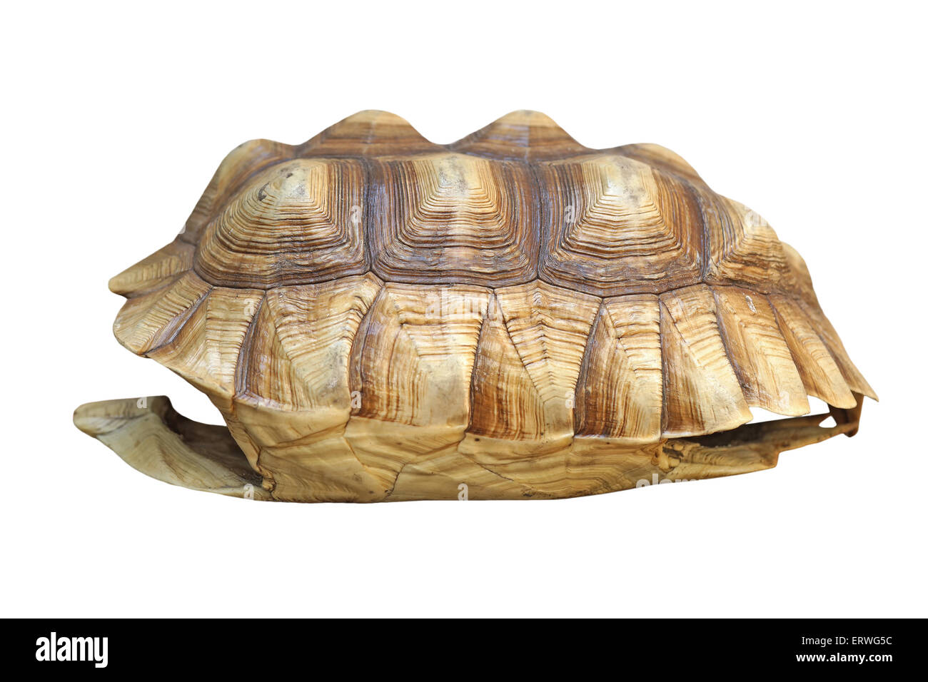 african spurred tortoise or geochelone sulcata shell isolated on white ...