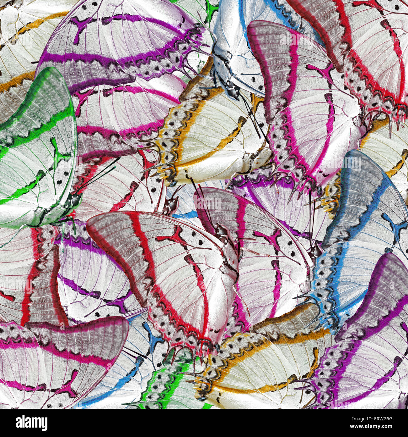 exotic color butterfly as nature background Stock Photo - Alamy