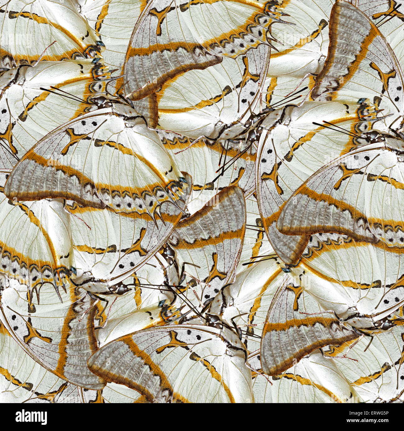 exotic color butterfly as nature background Stock Photo - Alamy