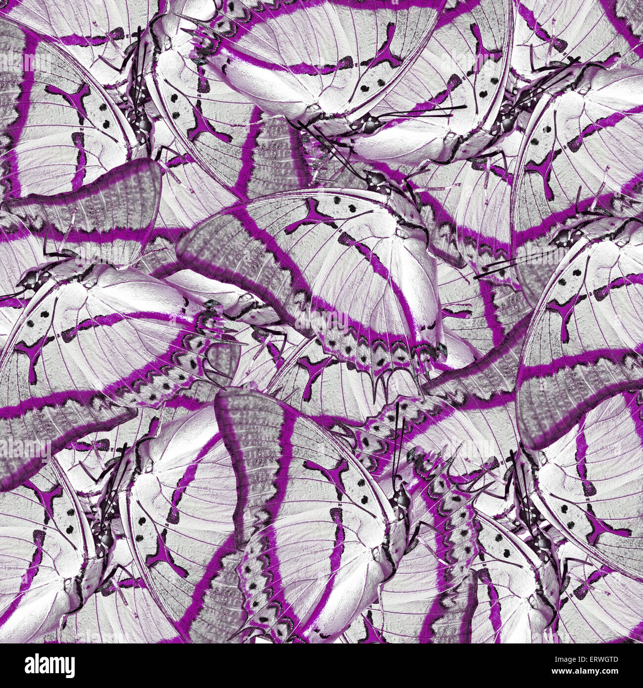 exotic purple color butterfly as nature background Stock Photo - Alamy