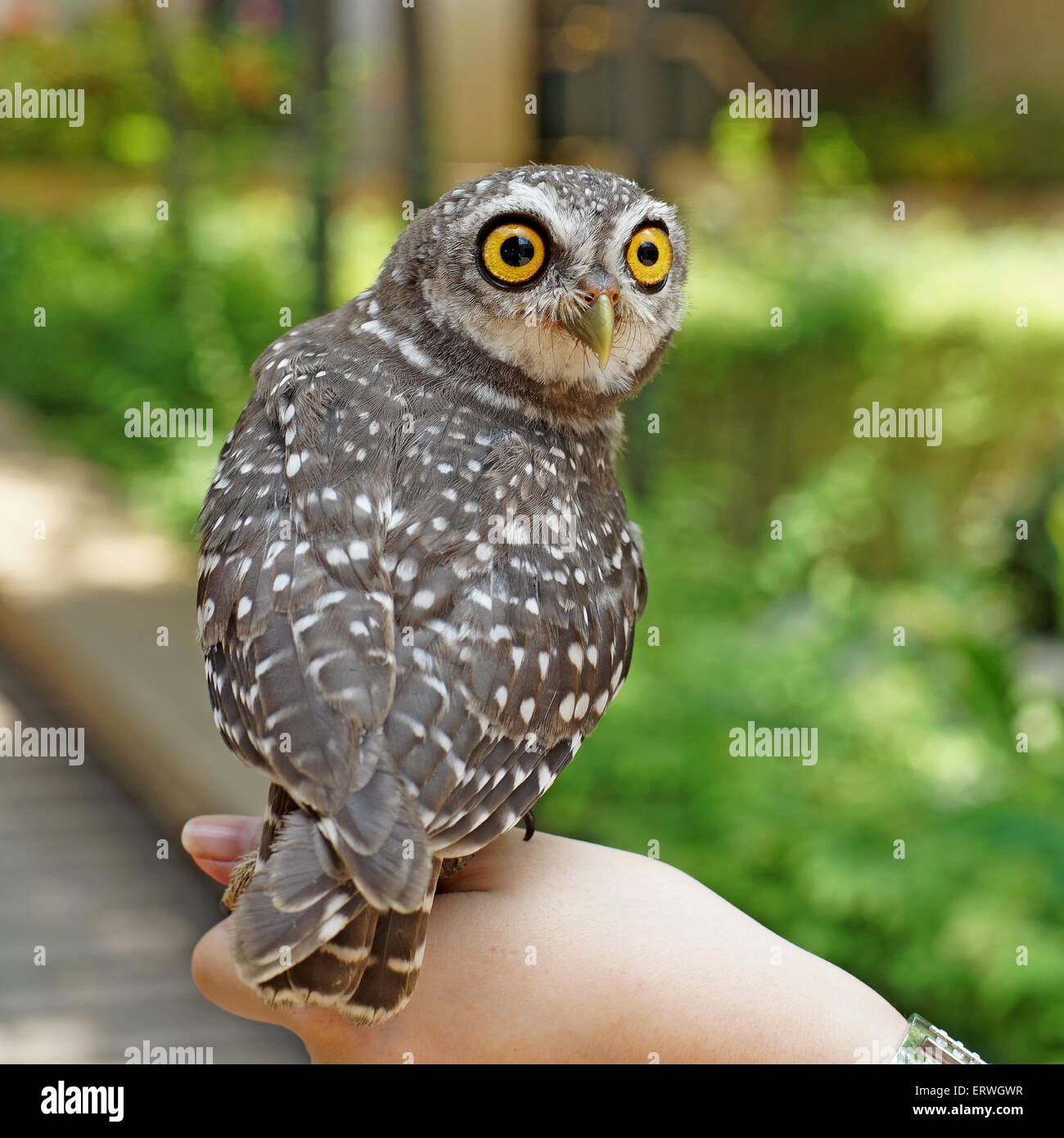 spotted owlet or athene brama bird on a hand Stock Photo - Alamy