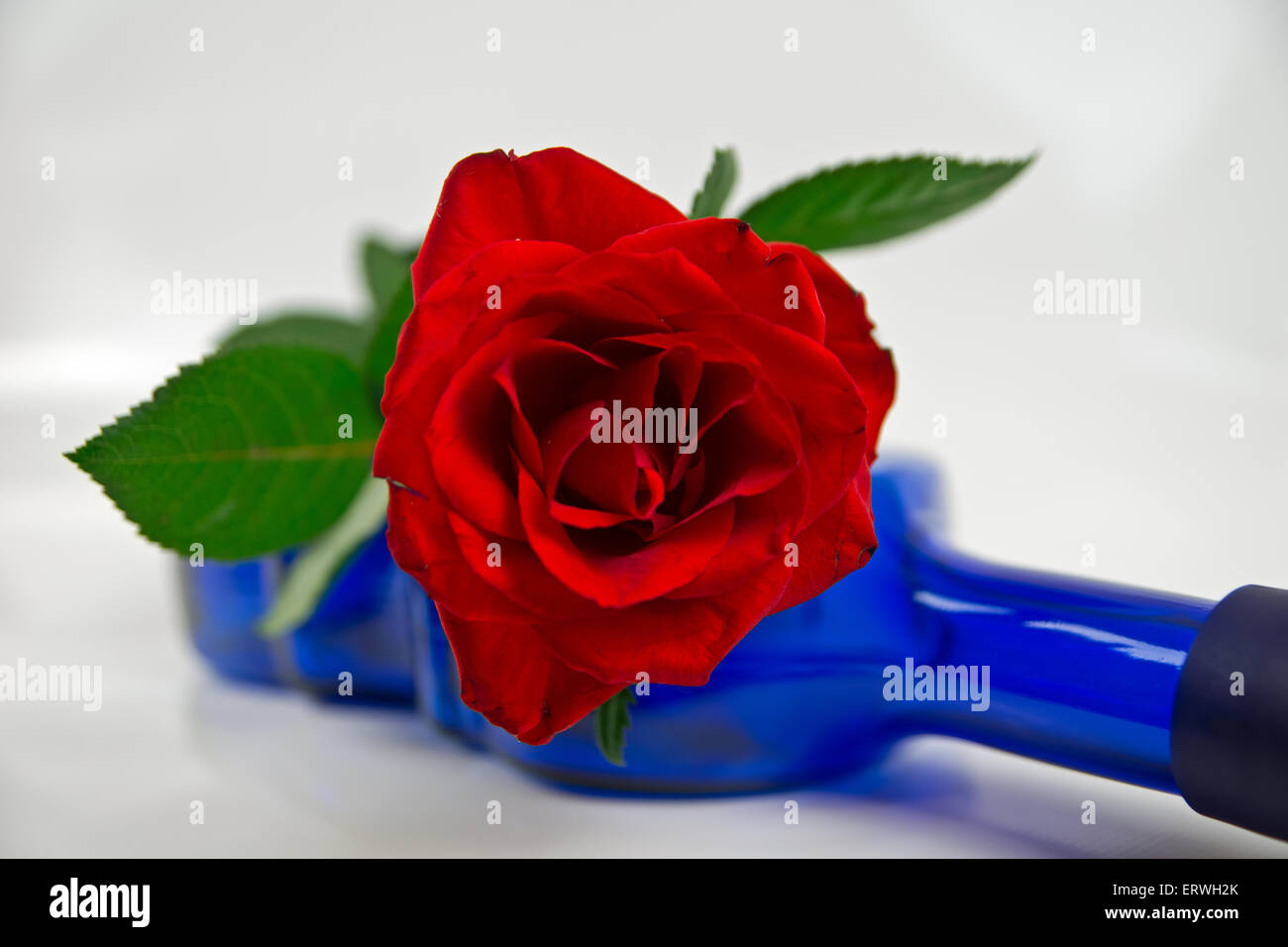 Red rose on blue wine bottle Stock Photo - Alamy