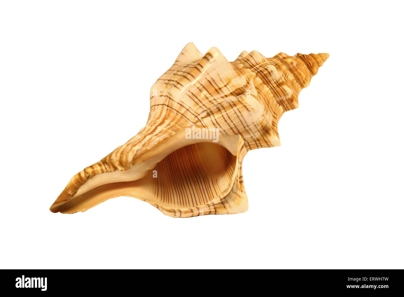 Big sea shell isolated on white Stock Photo - Alamy