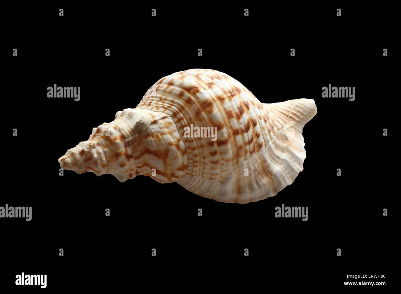 Big sea shell isolated on black background Stock Photo - Alamy