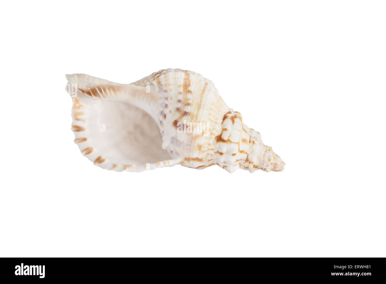 Big sea shell isolated on white Stock Photo - Alamy