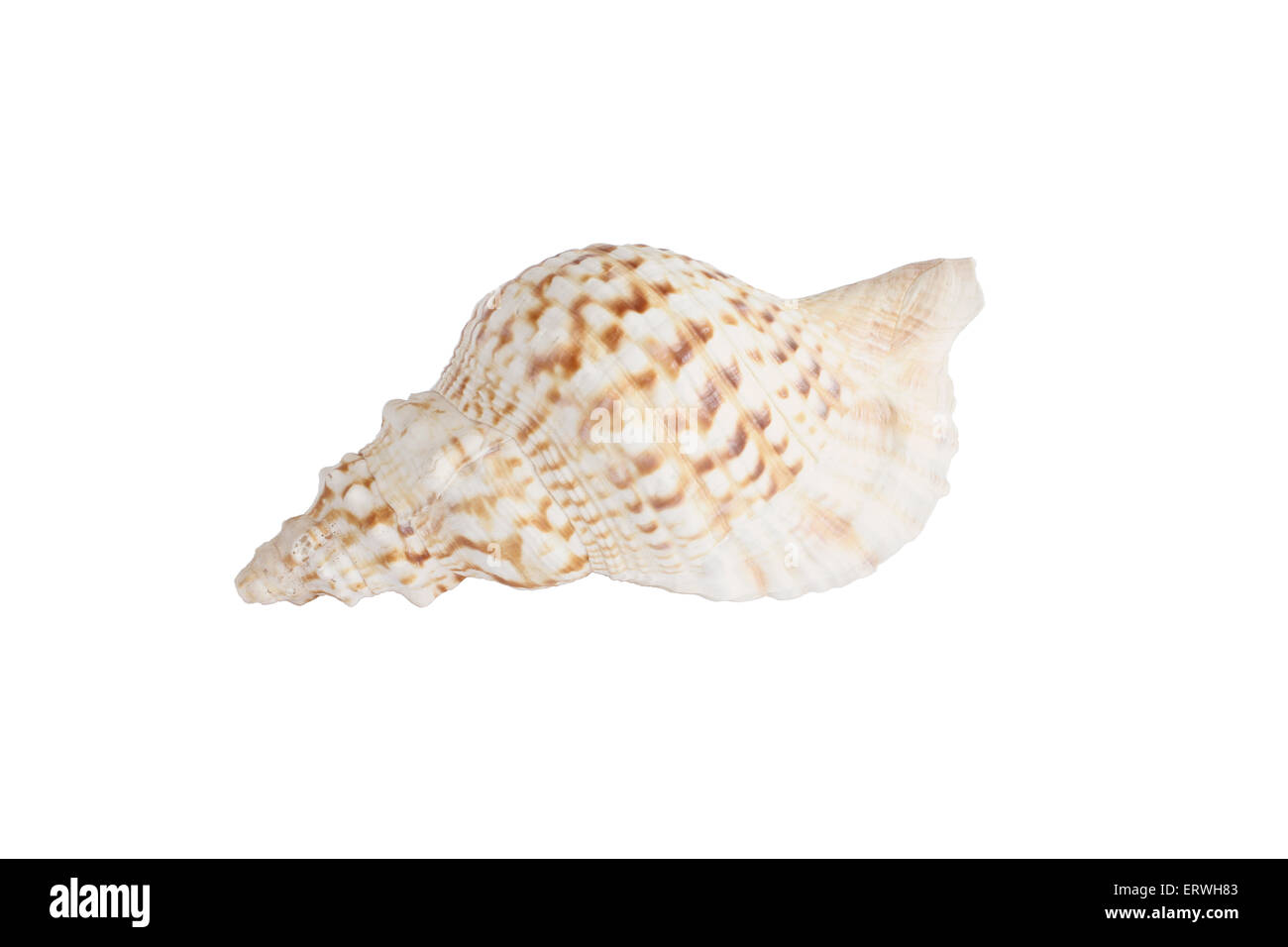 Big sea shell isolated on white Stock Photo - Alamy