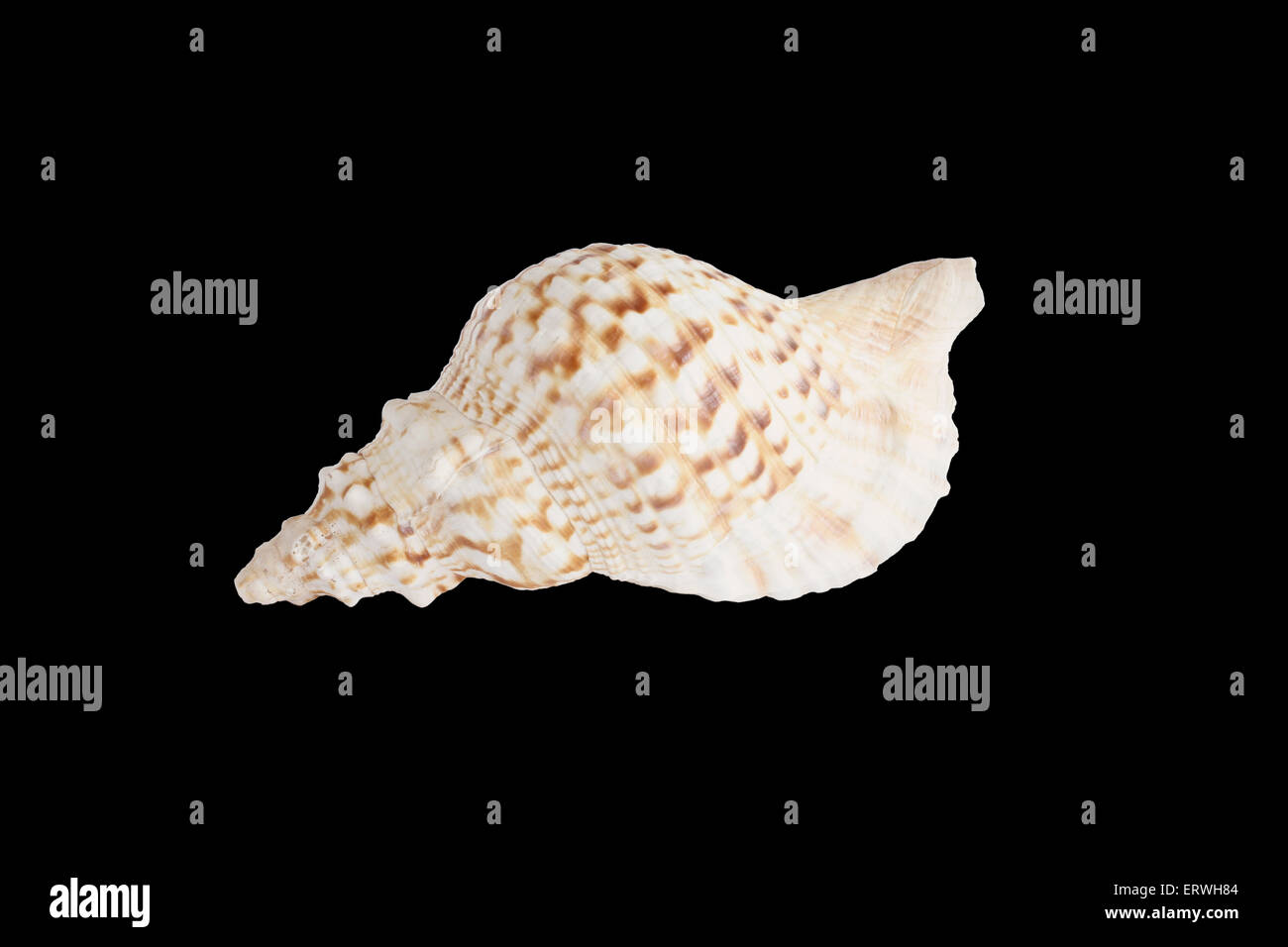Big sea shell isolated on black background Stock Photo - Alamy