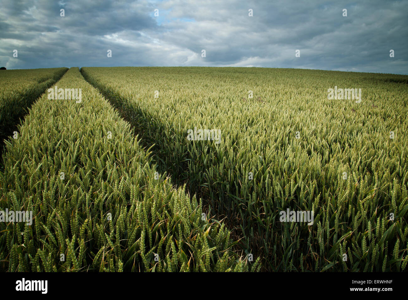 Arable hay corn tractor tracks sky moody hi-res stock photography and ...