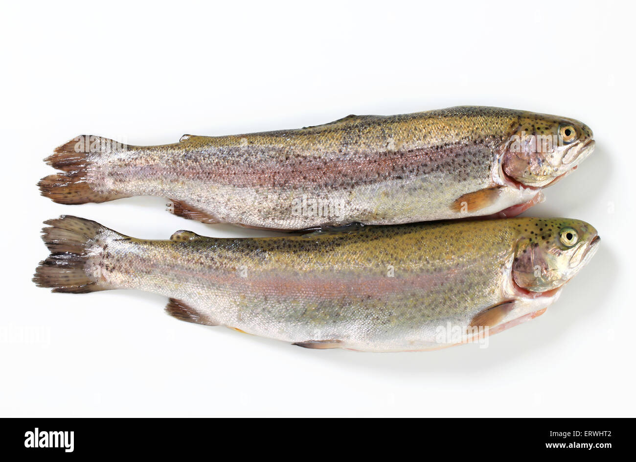 Studio shot of two fresh trout Stock Photo - Alamy