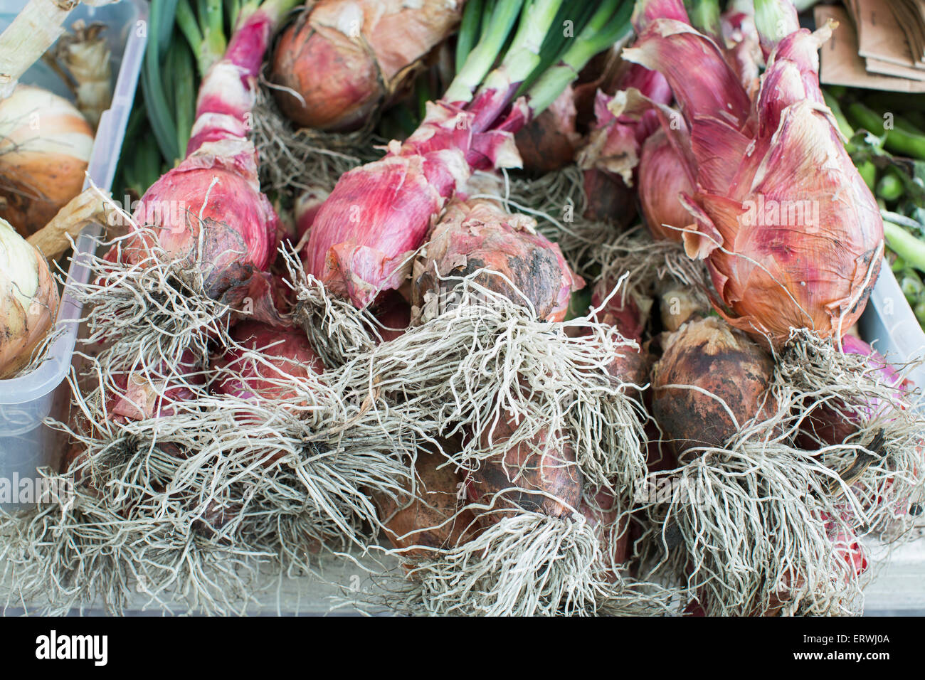 Freshly harvested organic red onions at Ferry Building farmer's market ...