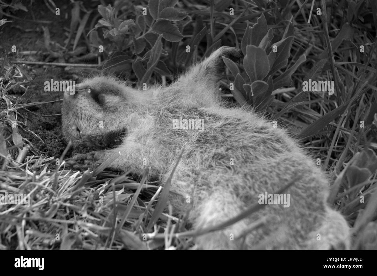 Cute ground gopher in grass hi-res stock photography and images - Alamy