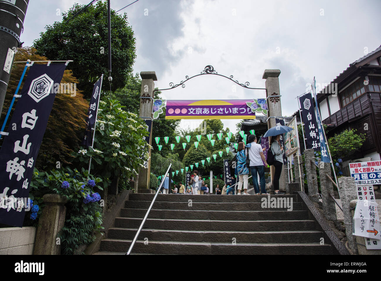 Hydrangea Festival, Hakusan Shrine, Bunkyo-Ku,Tokyo,Japan Stock Photo ...