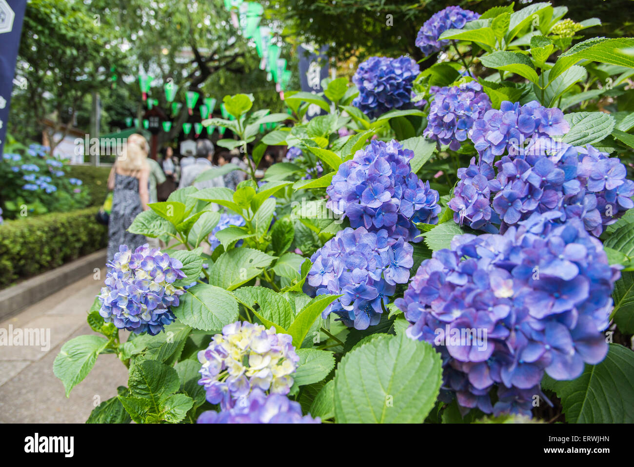 Hydrangea Festival, Hakusan Shrine, Bunkyo-Ku,Tokyo,Japan Stock Photo ...