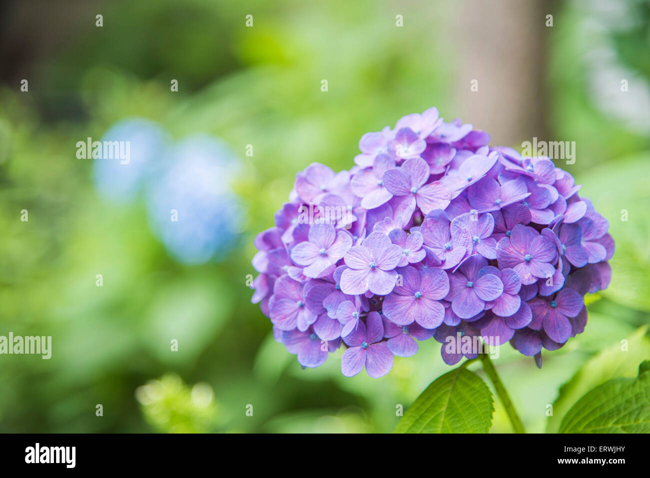 Hydrangea Festival, Hakusan Shrine, Bunkyo-Ku,Tokyo,Japan Stock Photo ...