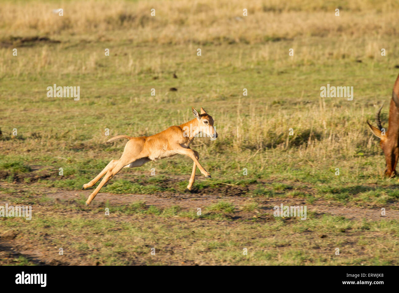 Topi damaliscus lunatus baby running hi-res stock photography and ...