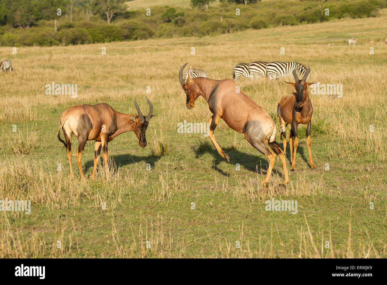 Topi (Damaliscus lunatus) fighting Stock Photo - Alamy