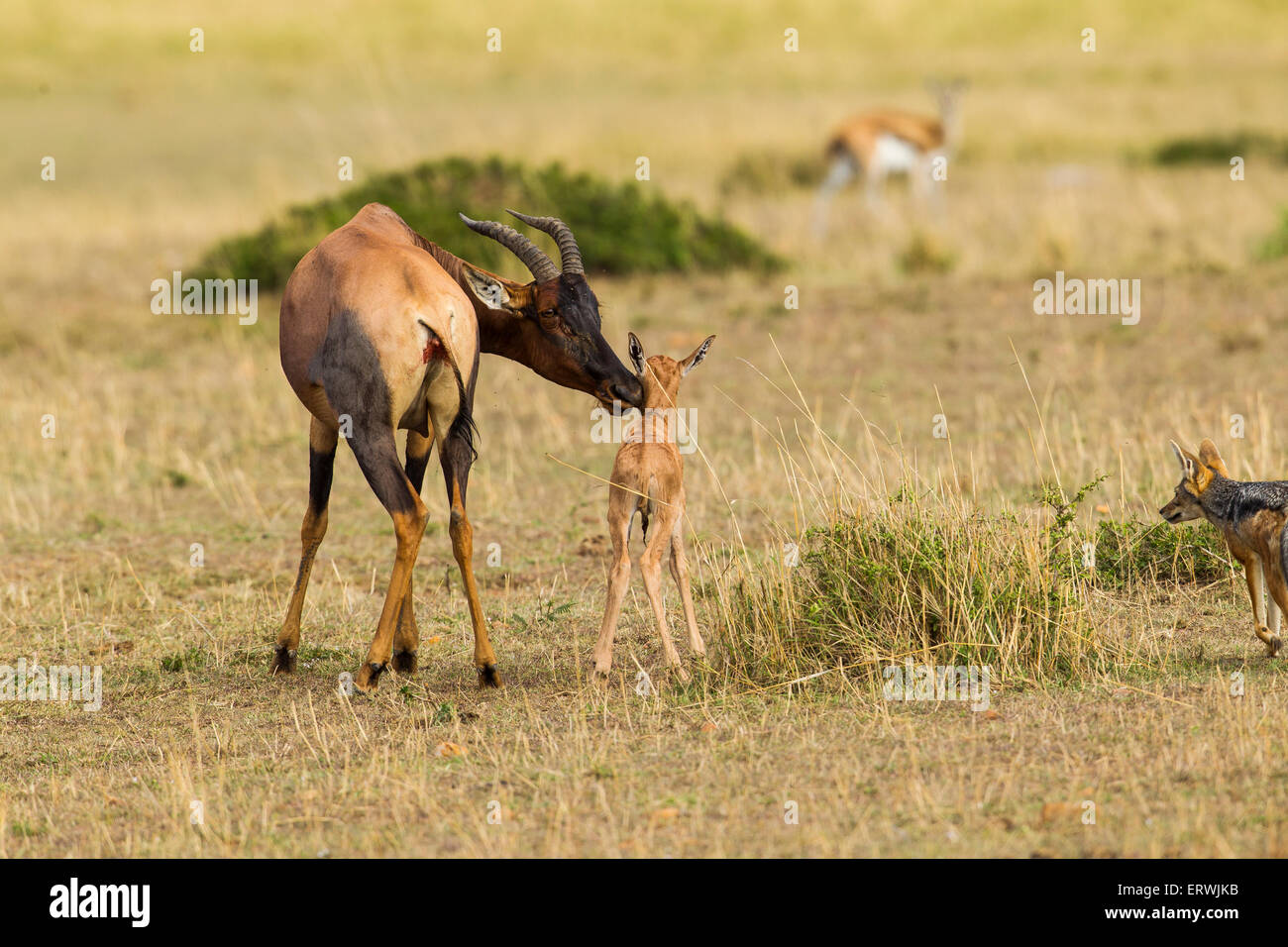 A mother and baby Topi (Damaliscus lunatus) try to fend off the attack ...