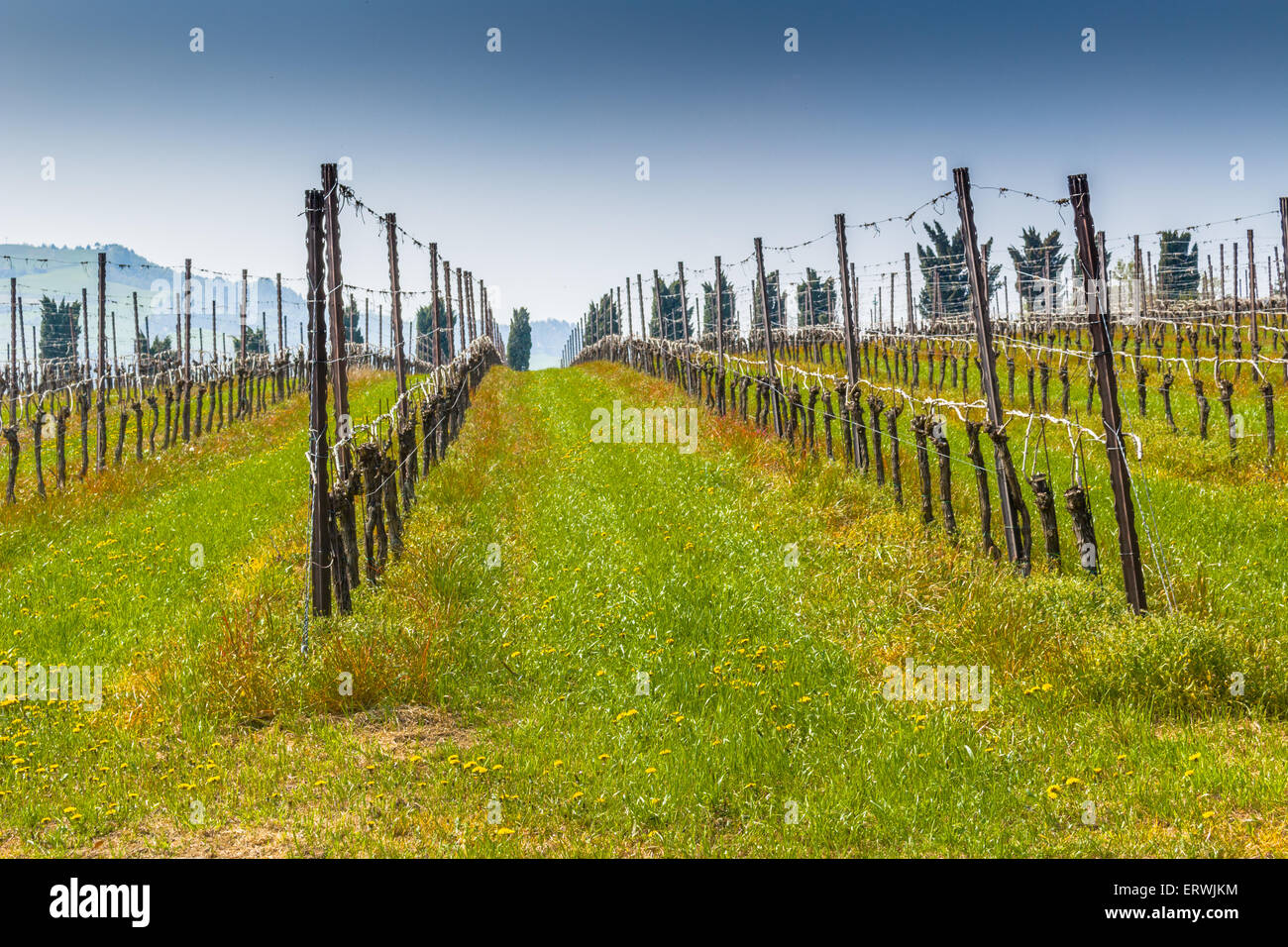 fields of vineyards organized into geometric rows according to the ...