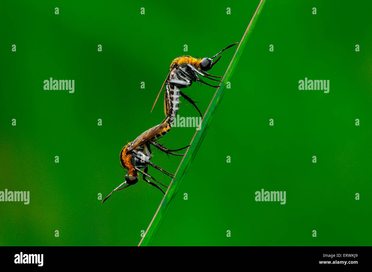 Insect mating poses hi-res stock photography and images - Alamy