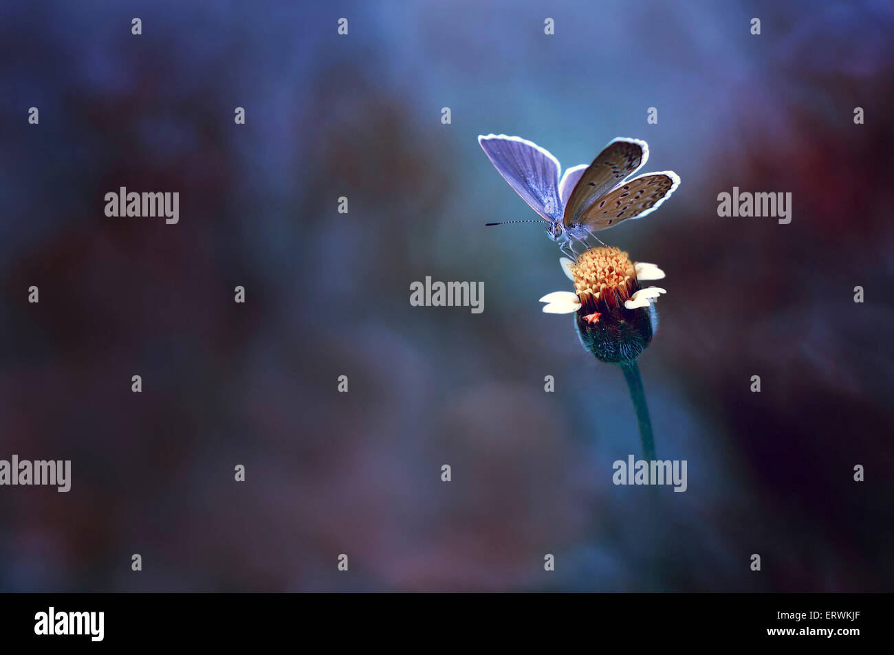 Little tropical butterfly hi-res stock photography and images - Alamy