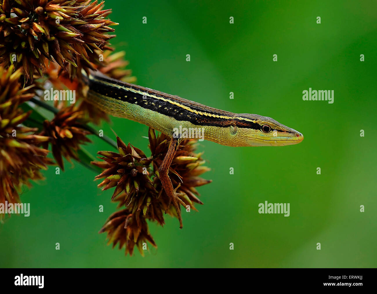 Lizard on a flower Stock Photo - Alamy