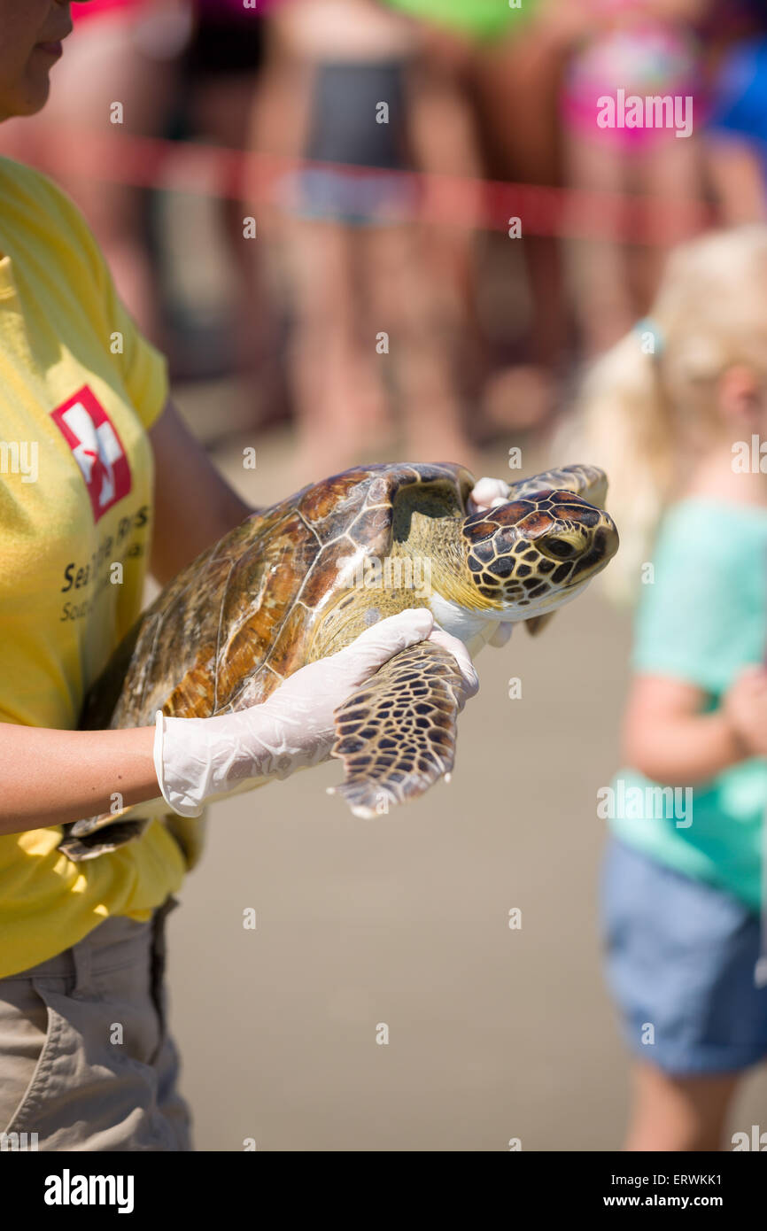A volunteer carries a rescued Green sea turtle to the ocean during the ...