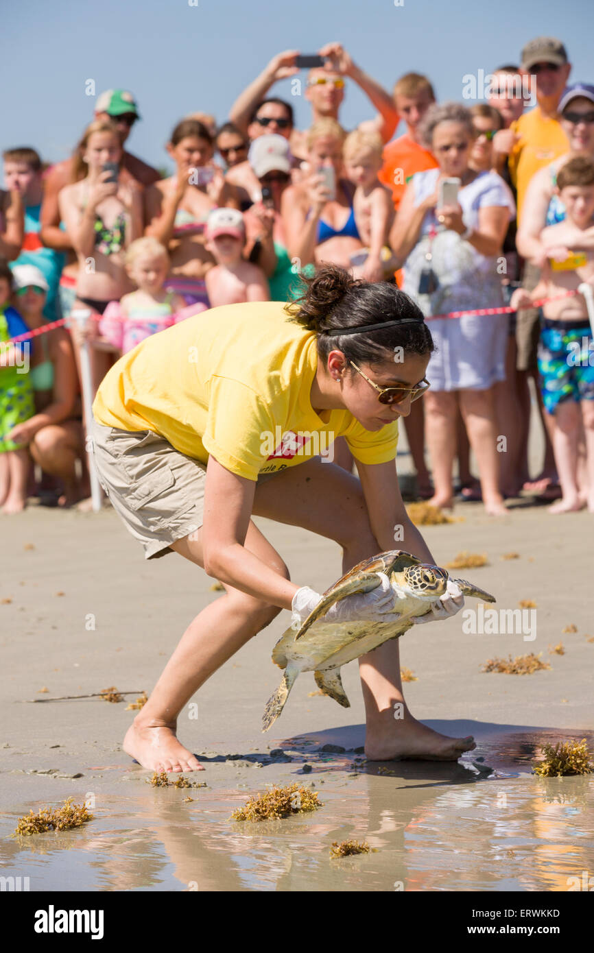 A volunteer gives a little help to encourage a rescued Green sea turtle ...