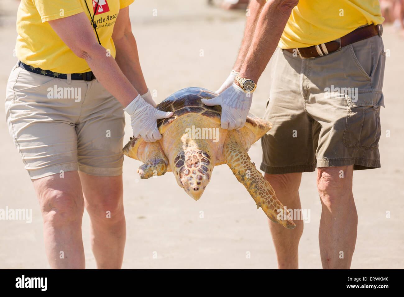 Volunteers carry a rescued Loggerhead sea turtle to the ocean cheered ...