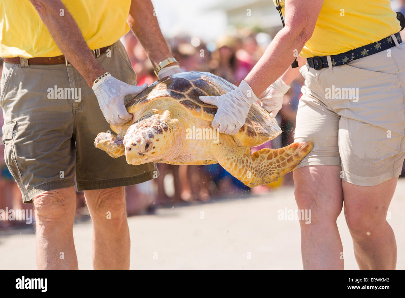 Volunteers carry a rescued Loggerhead sea turtle to the ocean cheered ...