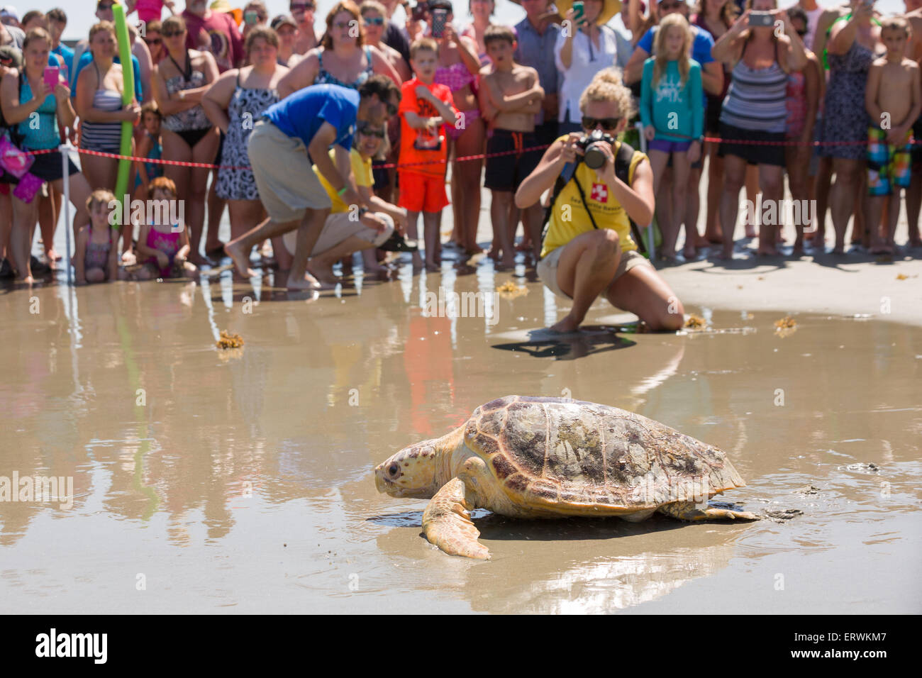 A rescued Loggerhead sea turtle crawls to the ocean cheered on by ...