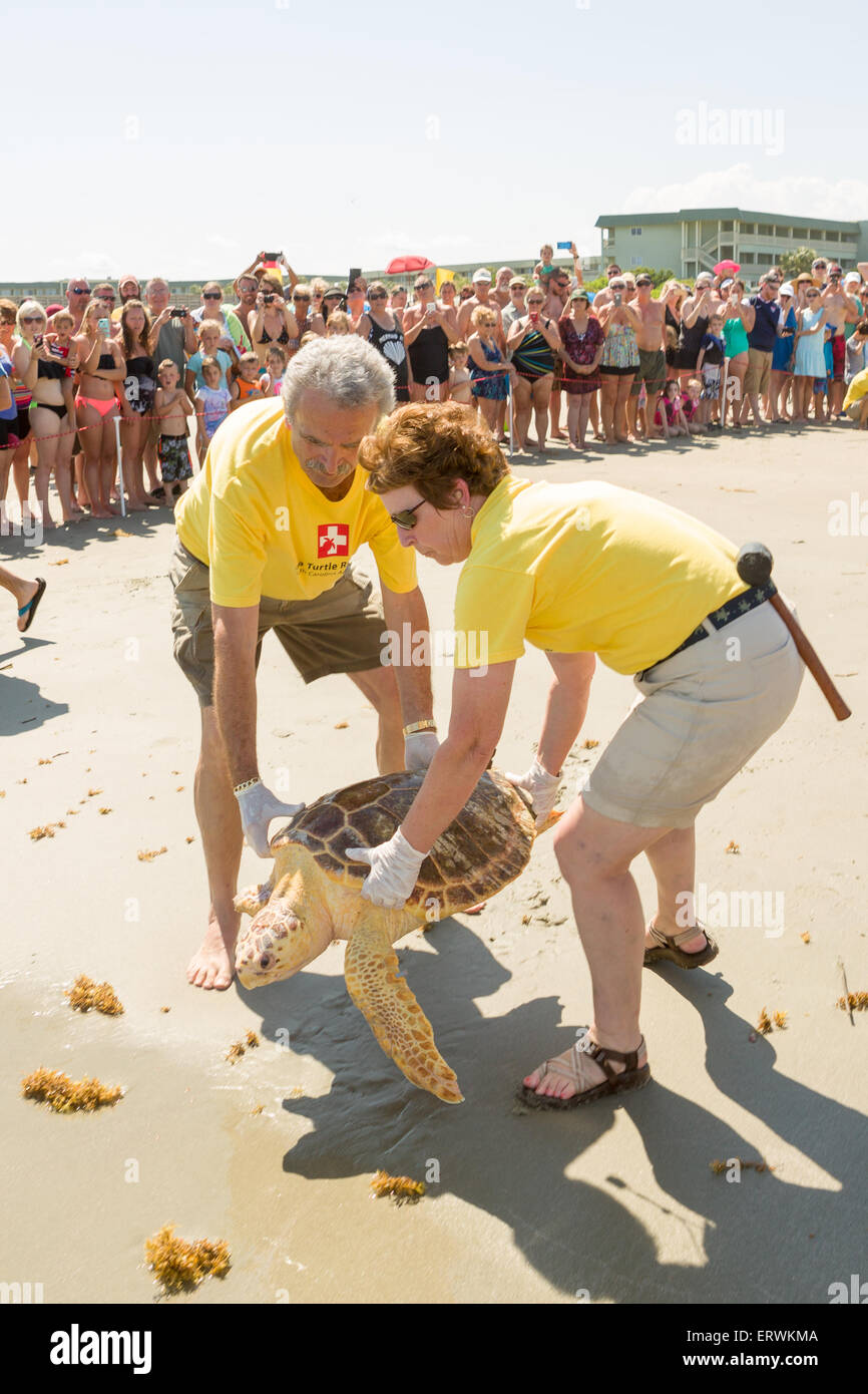 Volunteers carry a rescued Loggerhead sea turtle to the ocean cheered ...