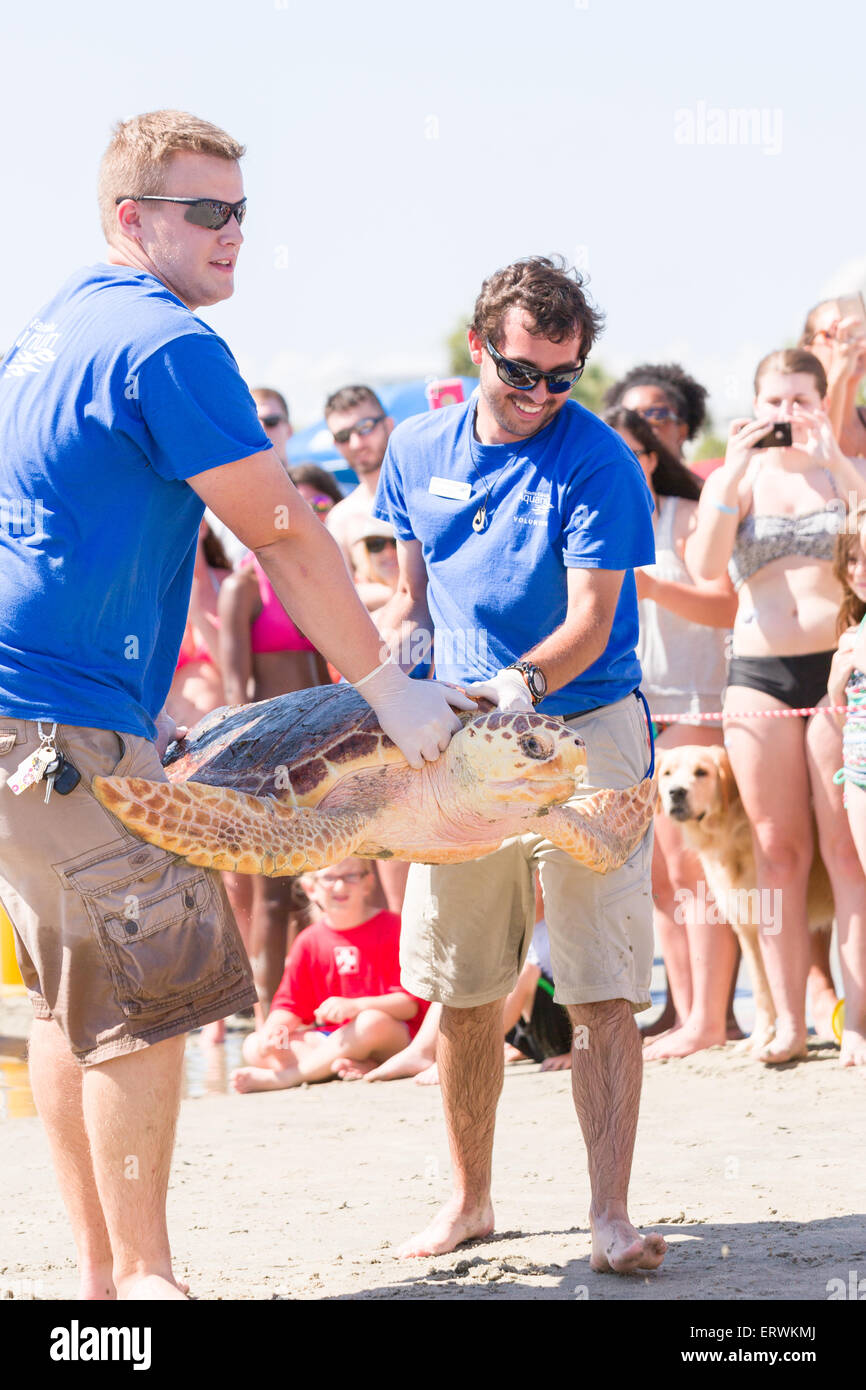 Volunteers carry a rescued Loggerhead sea turtle to the ocean cheered ...