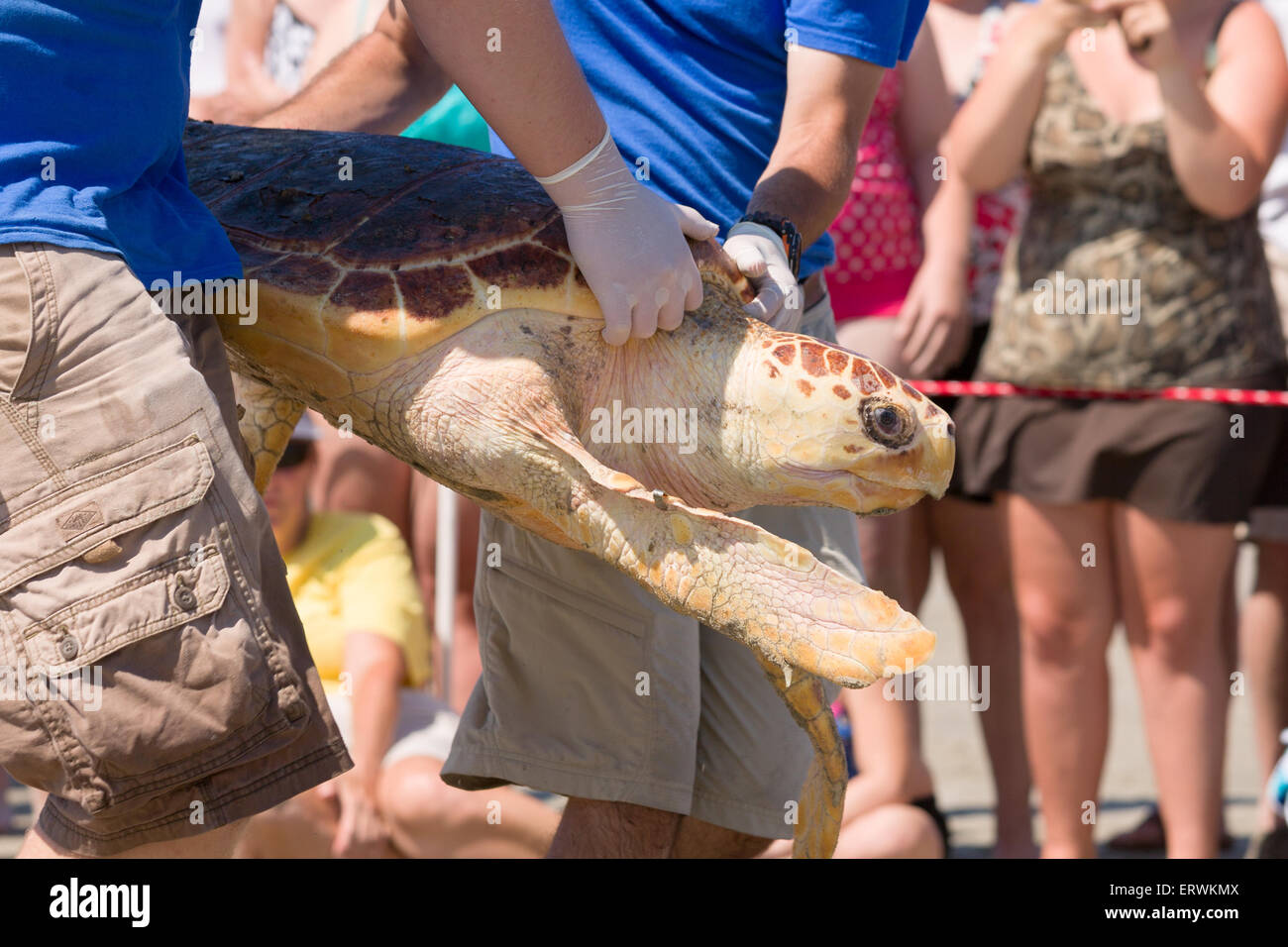 Volunteers carry a rescued Loggerhead sea turtle to the ocean cheered ...