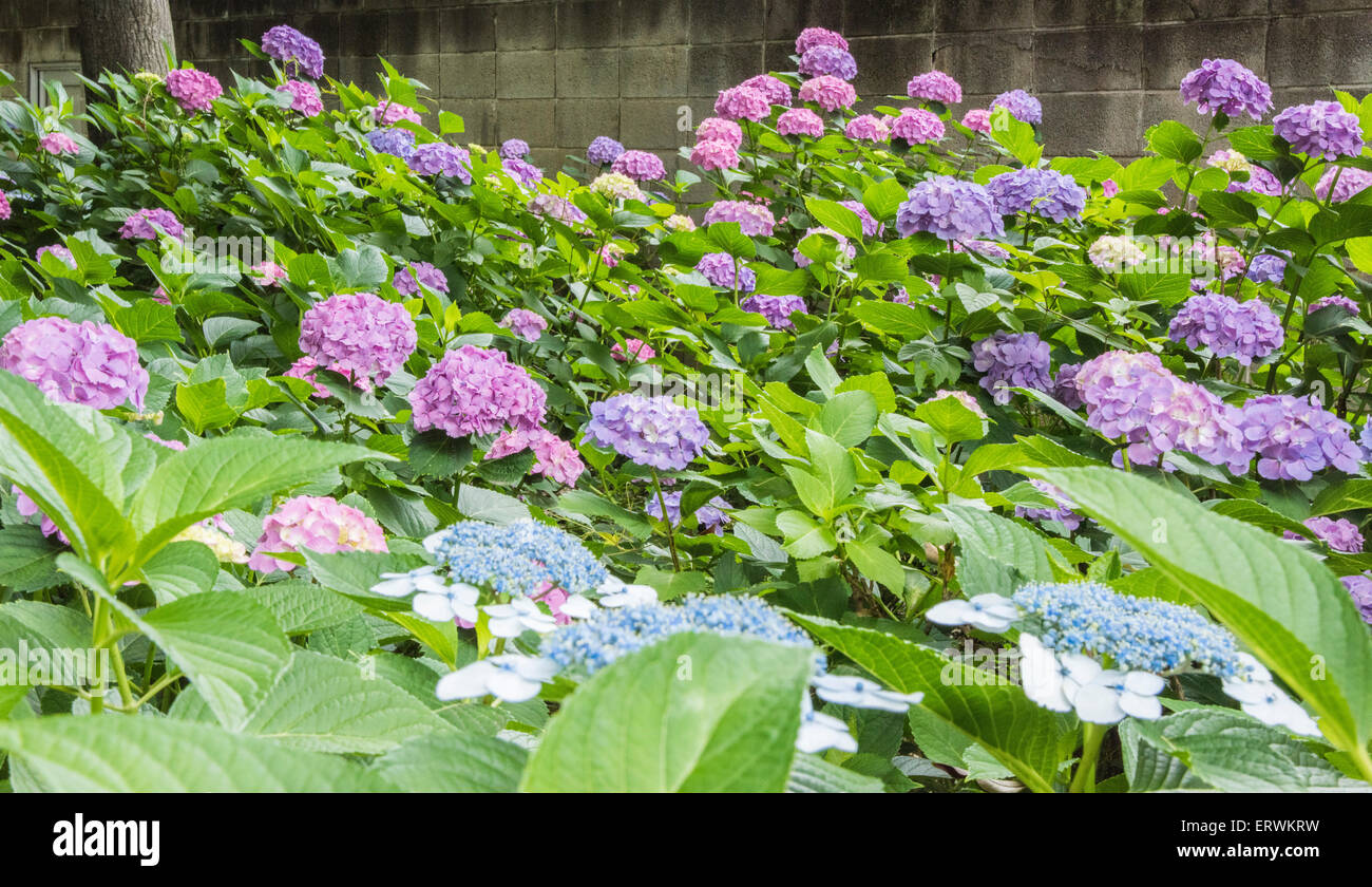 Hydrangea Festival, Hakusan Shrine, Bunkyo-Ku,Tokyo,Japan Stock Photo ...