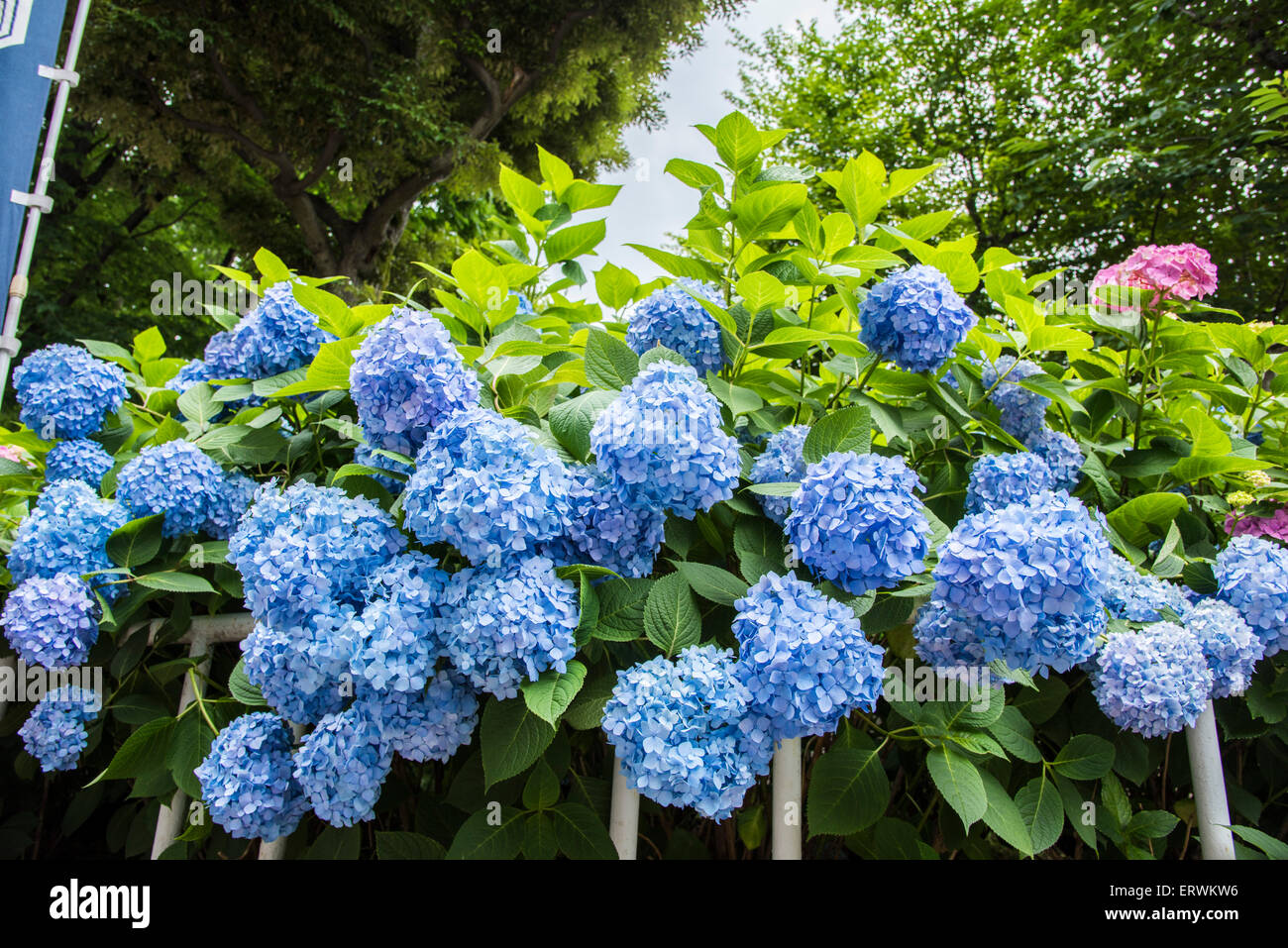 Hydrangea Festival, Hakusan Shrine, Bunkyo-Ku,Tokyo,Japan Stock Photo ...