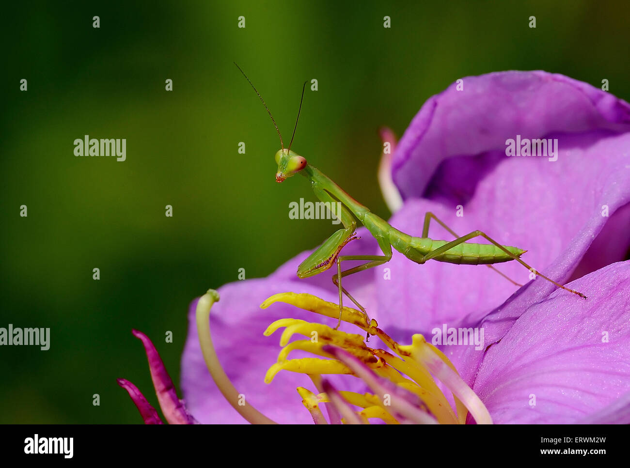 Praying Mantis Pose Stock Photo - Alamy