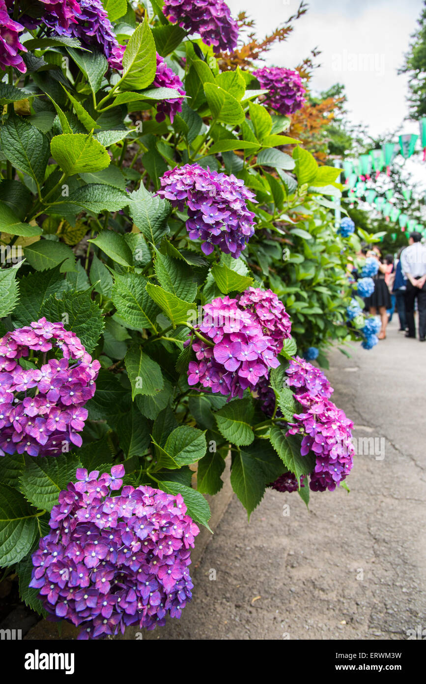 Hydrangea Festival, Hakusan Shrine, Bunkyo-Ku,Tokyo,Japan Stock Photo ...