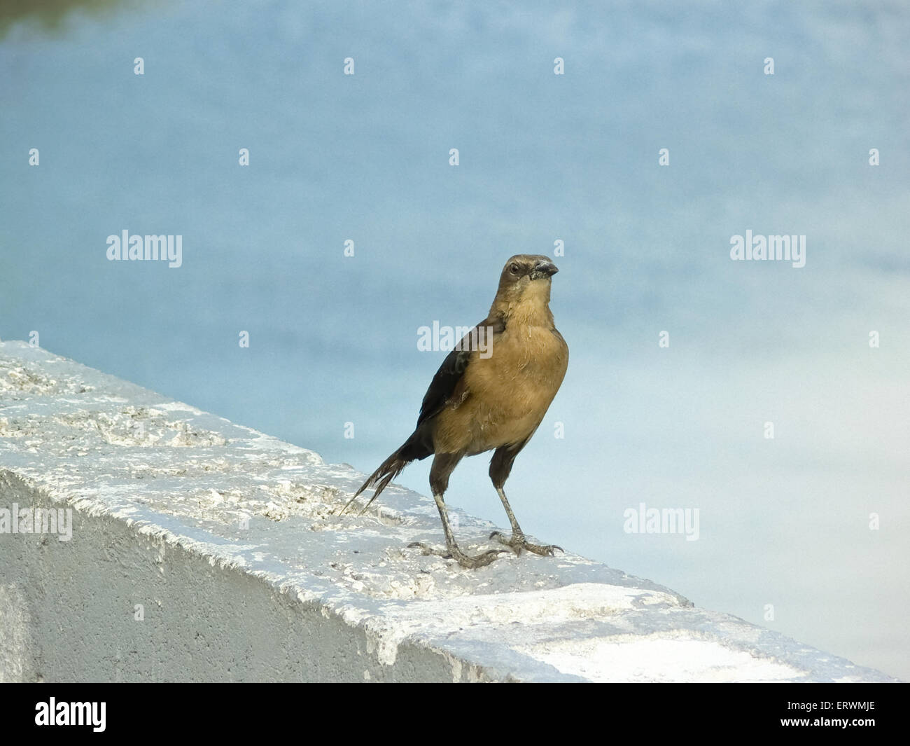 little shy bird Stock Photo - Alamy