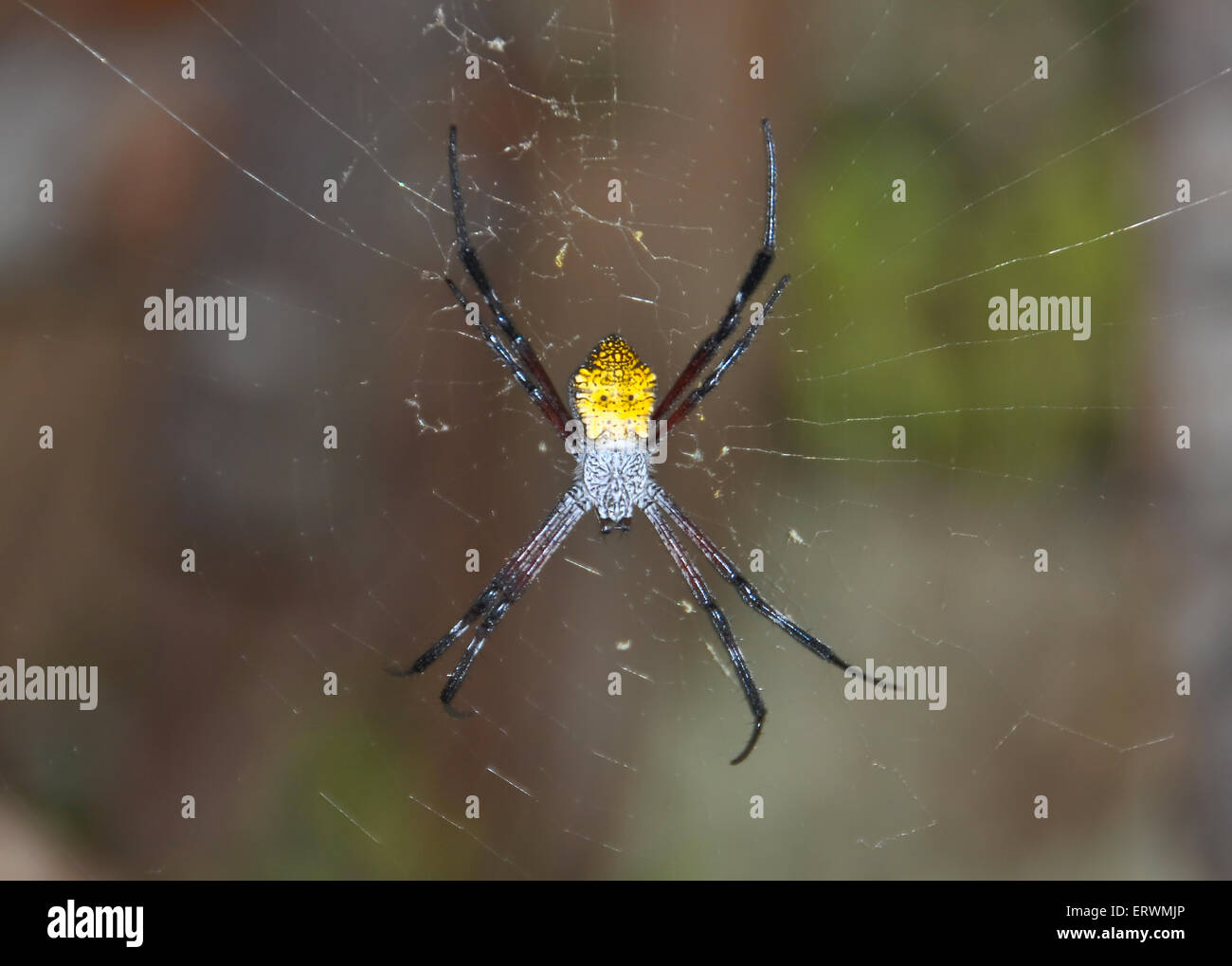 the original structure of the body spider Stock Photo - Alamy
