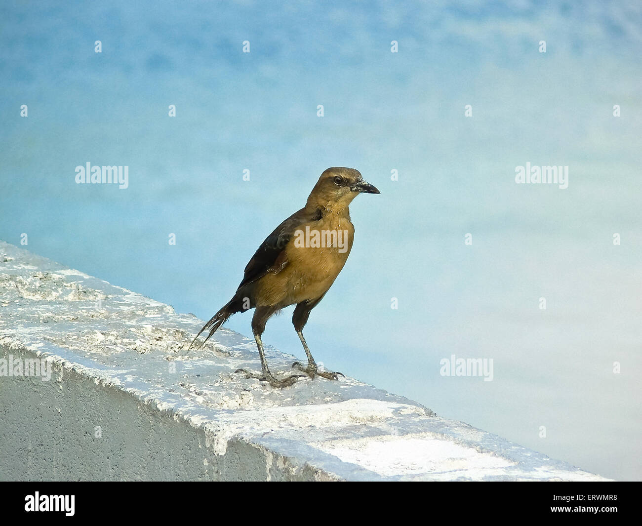 little shy bird Stock Photo - Alamy