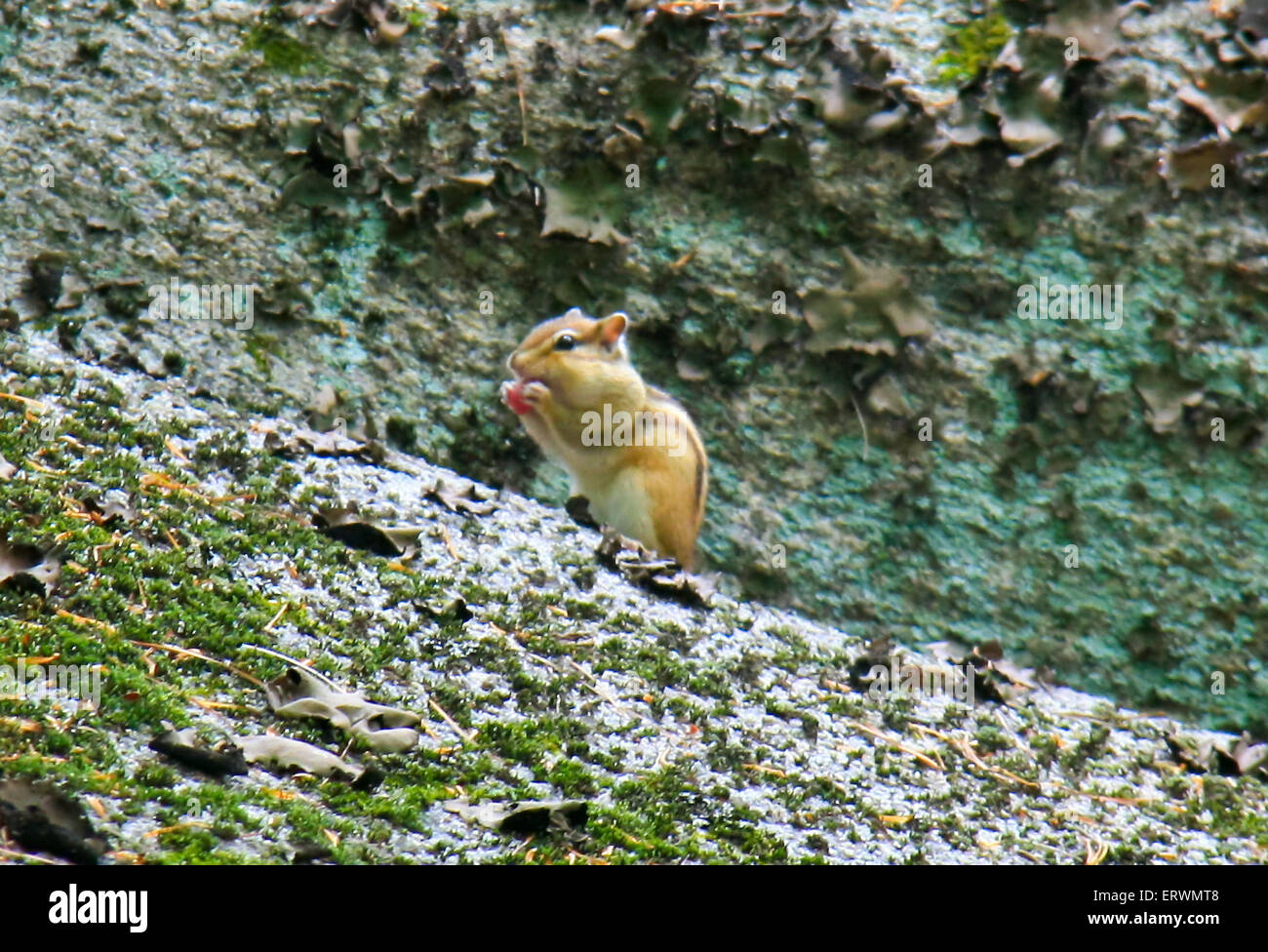 gluttonous small but cute animal Stock Photo - Alamy