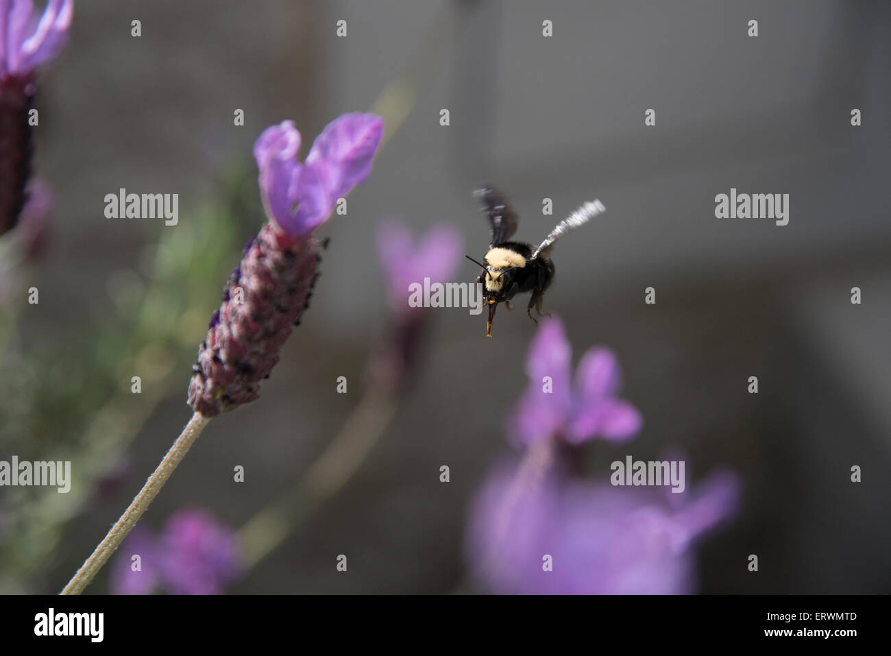 Bee searching for food Stock Photo - Alamy
