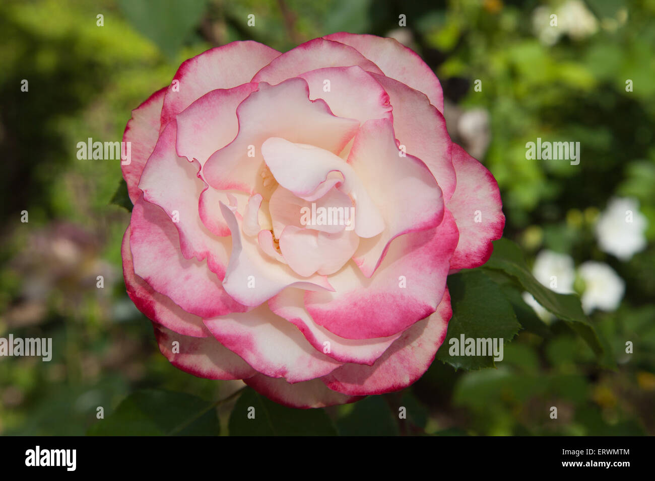 Hybrid tea rose double delight hi-res stock photography and images - Alamy