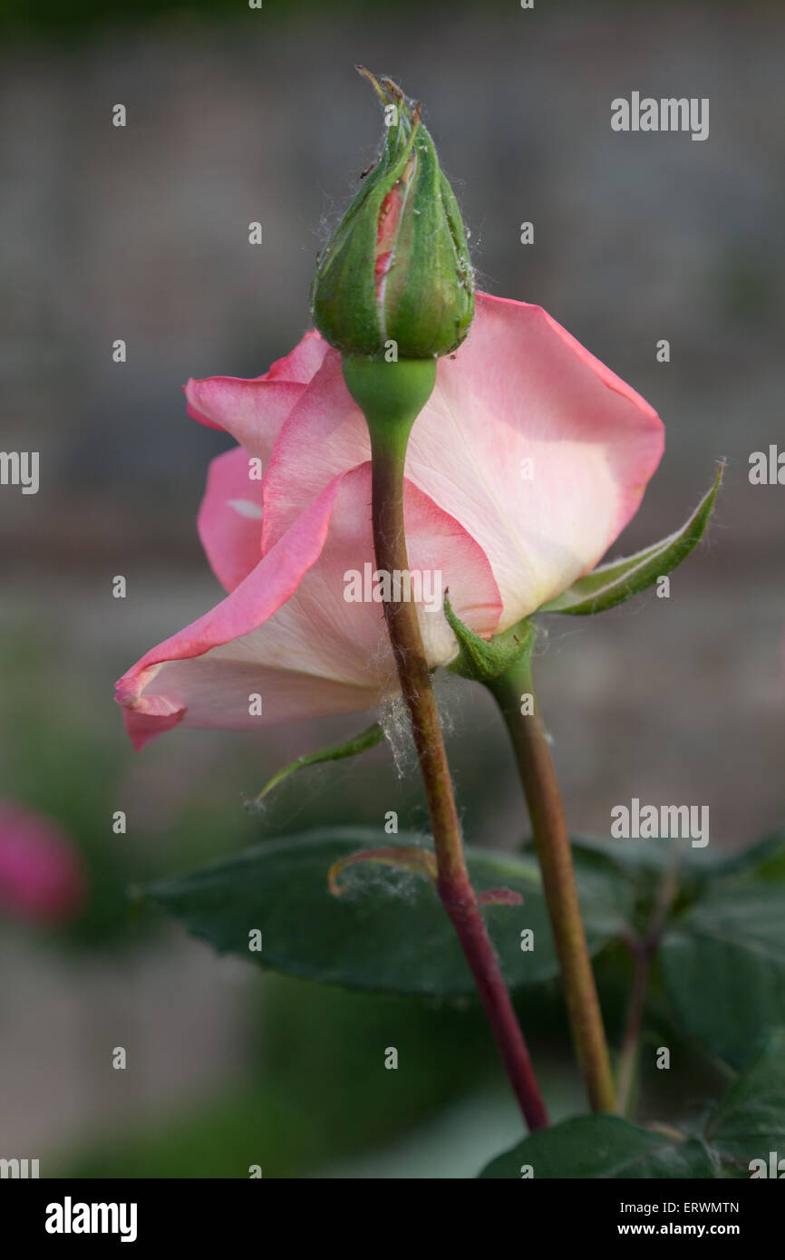 Hidden rose hi-res stock photography and images - Alamy