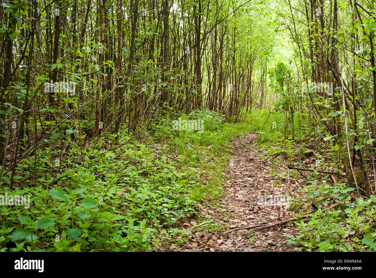 Footpath in the dense green forest natural landscape Stock Photo - Alamy