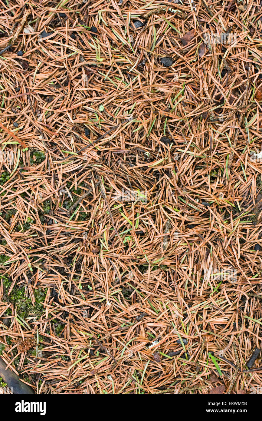 Needles backdrop hi-res stock photography and images - Alamy