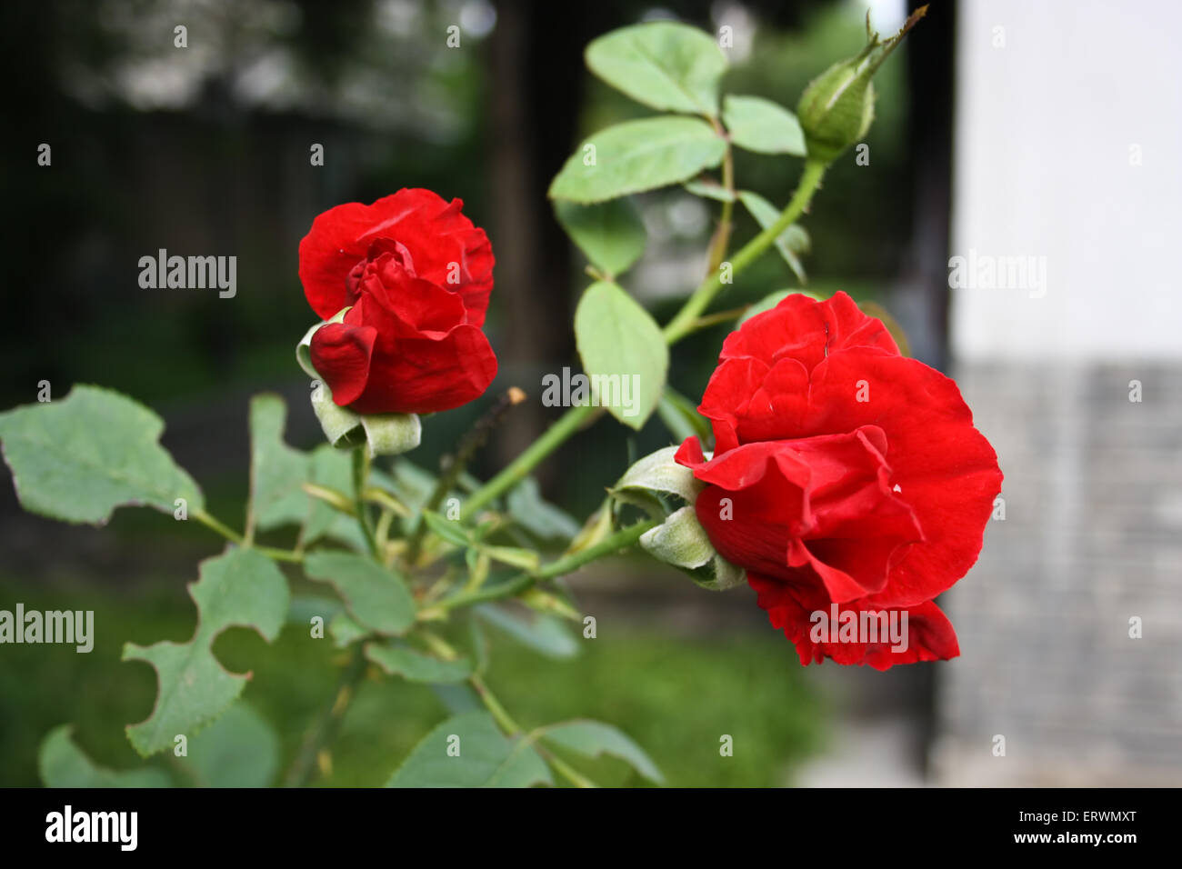 Beautiful, romantic rose flower - Rosaceae Stock Photo - Alamy