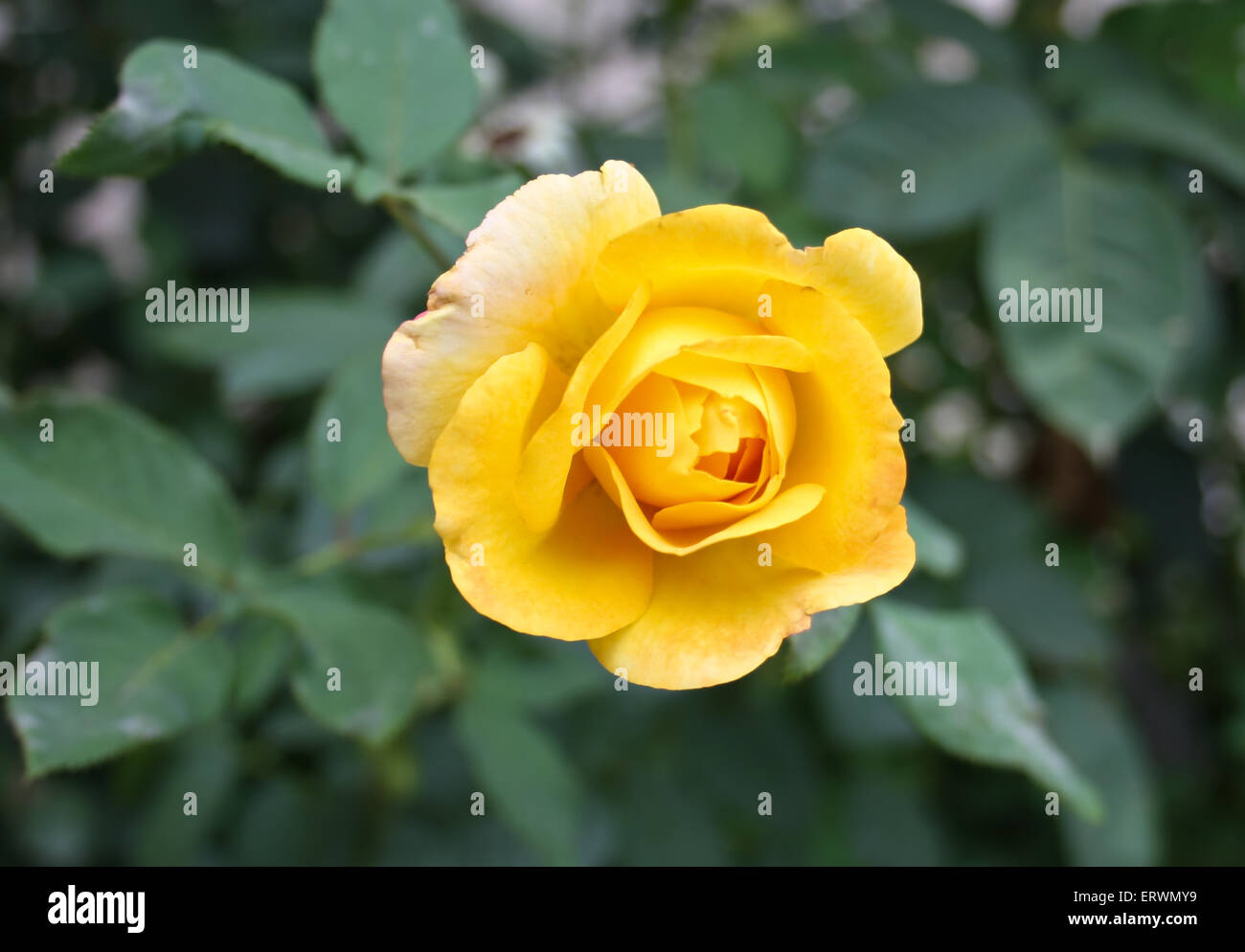 Beautiful, romantic rose flower - Rosaceae Stock Photo - Alamy