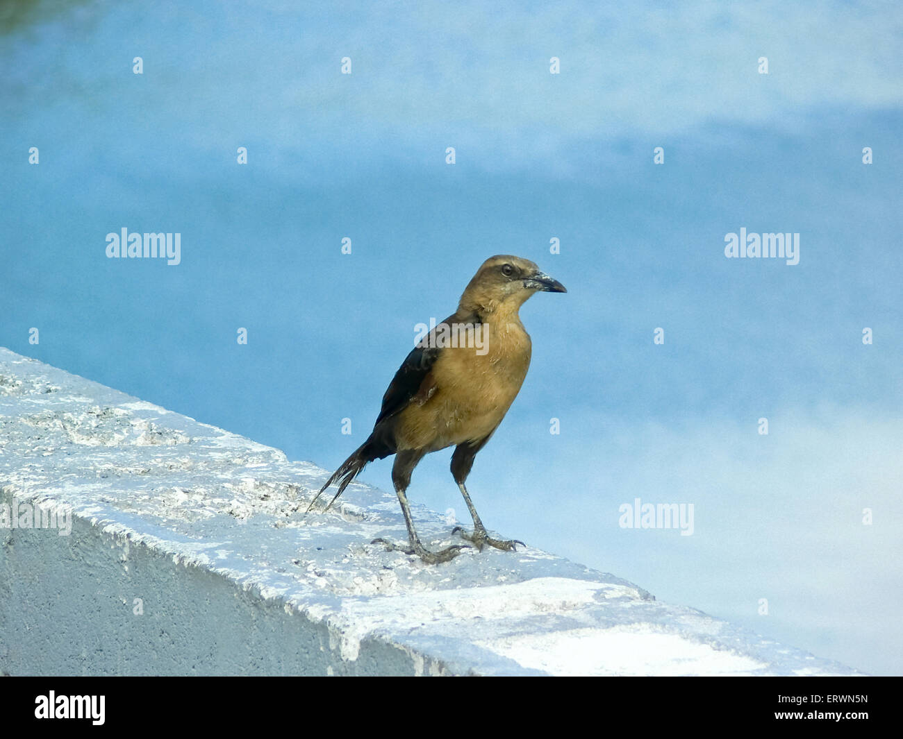 little shy bird Stock Photo - Alamy