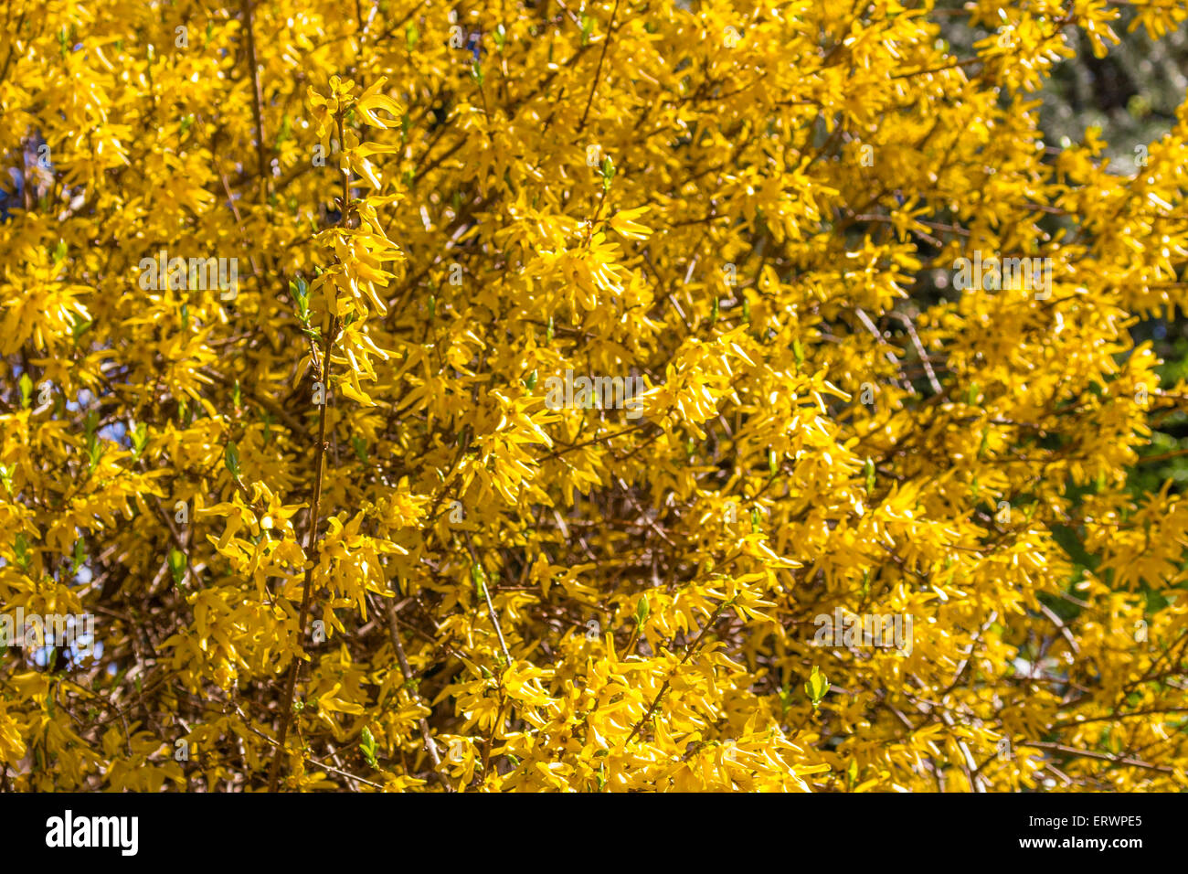 Tree with small yellow leaves Stock Photo - Alamy
